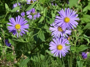 Aster thomsonii - Wildstaudenzauber