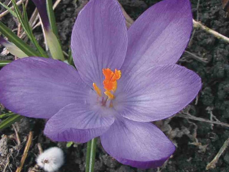 Crocus heuffelianus - Wildstaudenzauber